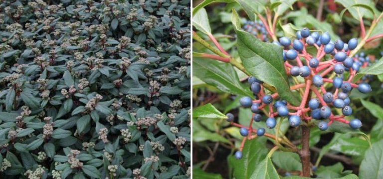 6 viornes à feuillage persistant - Promesse de Fleurs