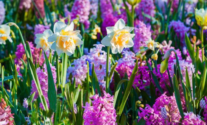 5 bulbes de printemps faciles pour débutants - Promesse de Fleurs