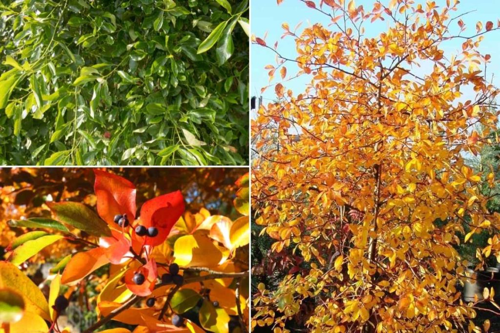 Nyssa, Gommier noir ou Tupelo : plantation, entretien