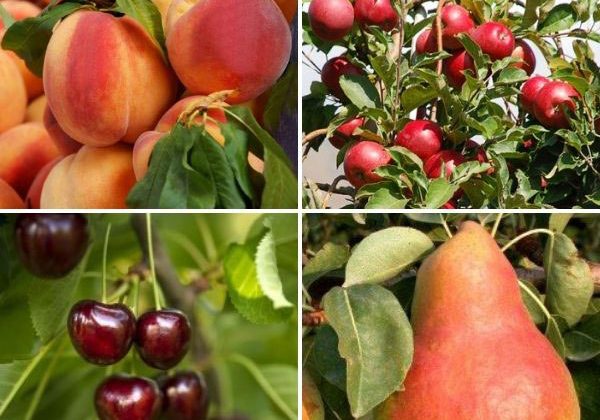 Arbre fruitier nain pour pot ou pleine terre : choisir, planter, tailler