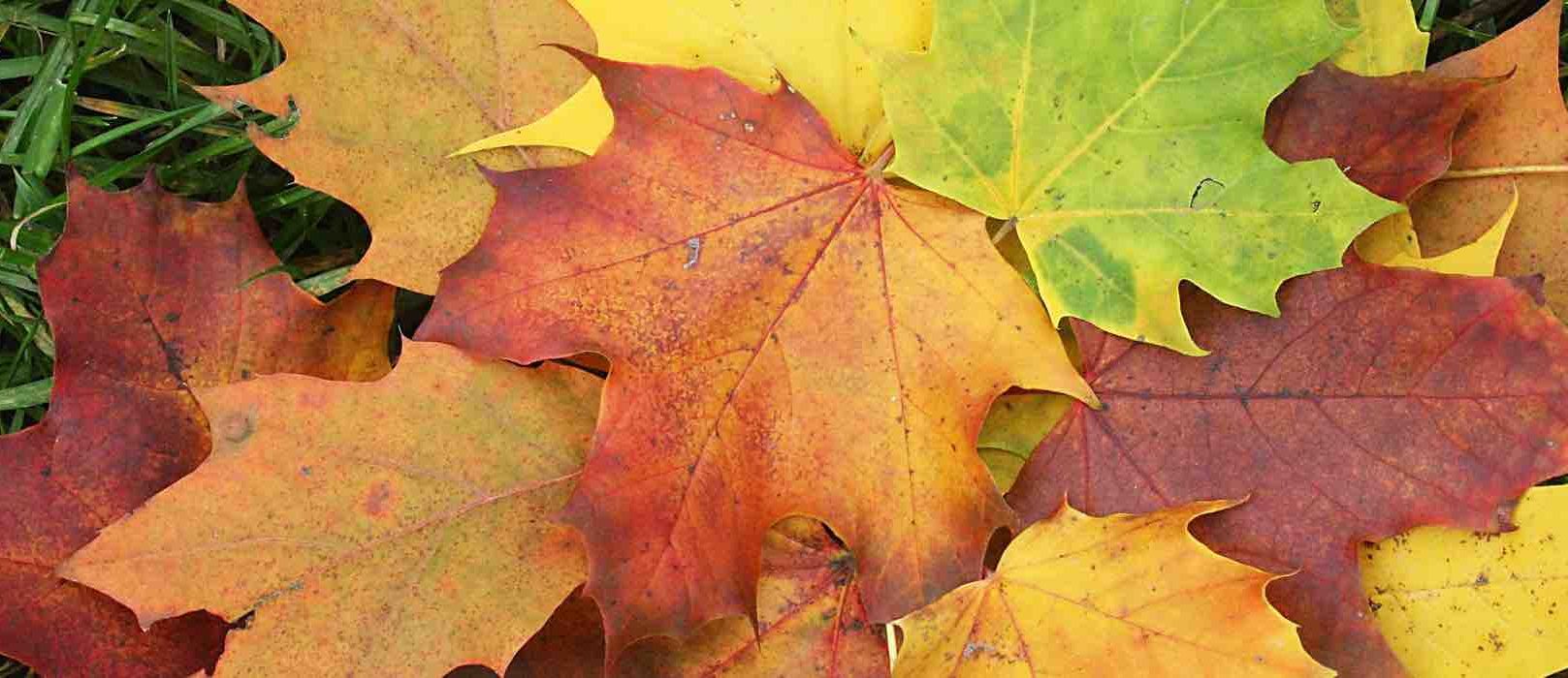 Le ramassage des feuilles : que dit la loi ? - Promesse de Fleurs