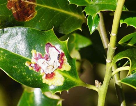 Maladies et parasites du houx - Promesse de Fleurs