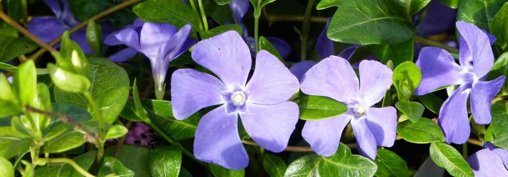 Cultiver une pervenche en pot - Promesse de Fleurs