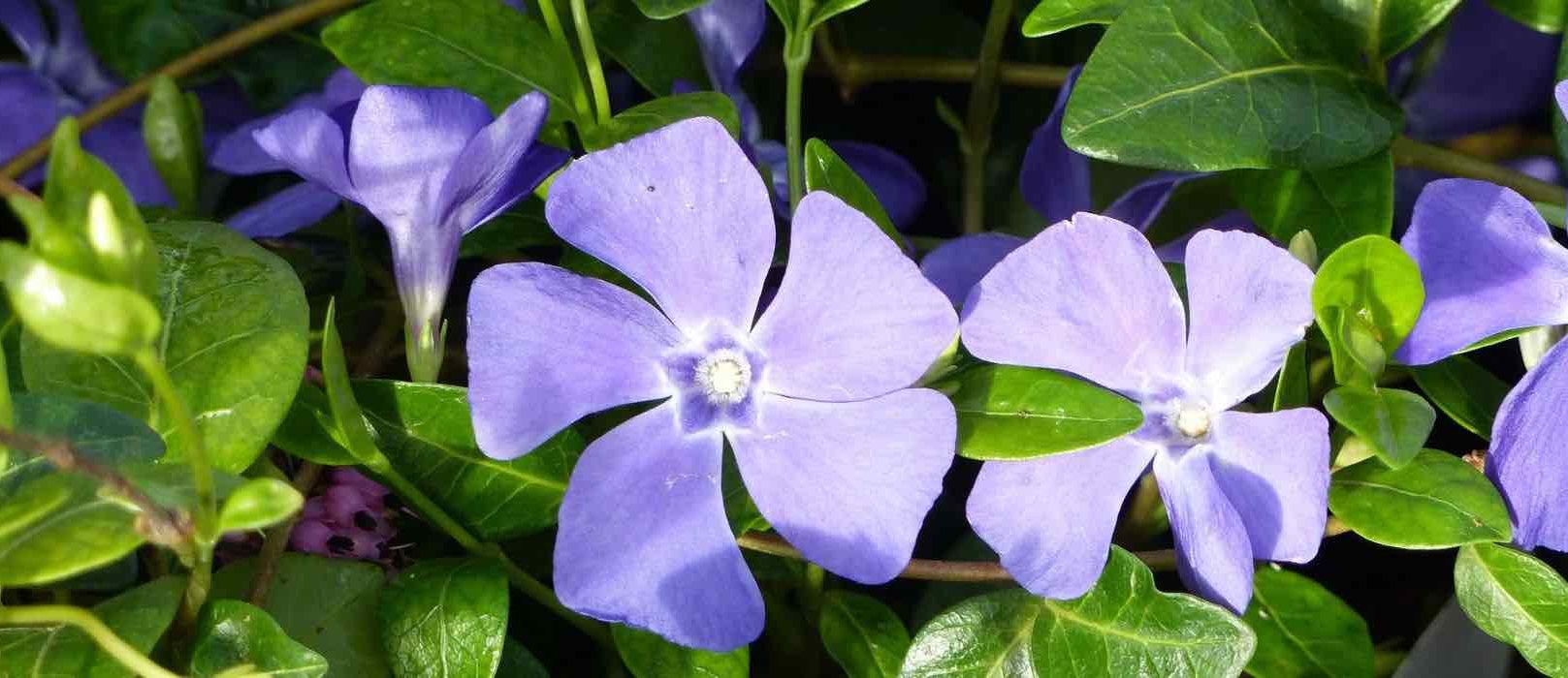 Cultiver une pervenche en pot - Promesse de Fleurs