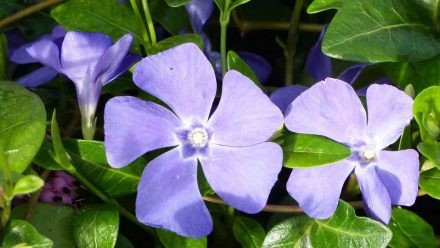 Cultiver une pervenche en pot - Promesse de Fleurs