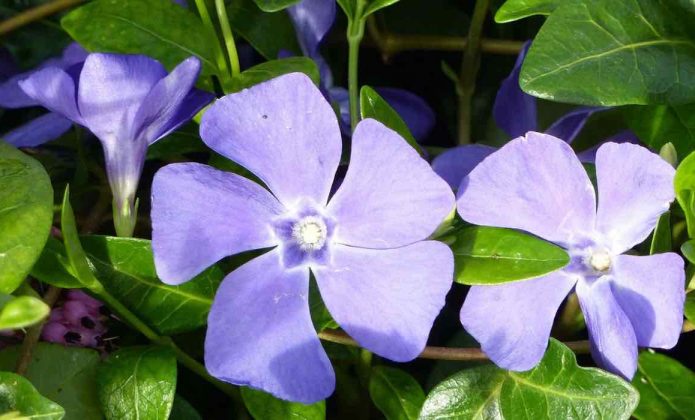 Cultiver une pervenche en pot - Promesse de Fleurs