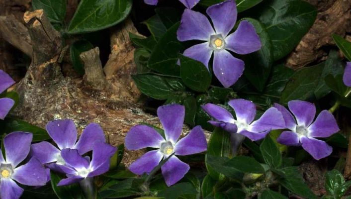 Associer des pervenches - Promesse de Fleurs