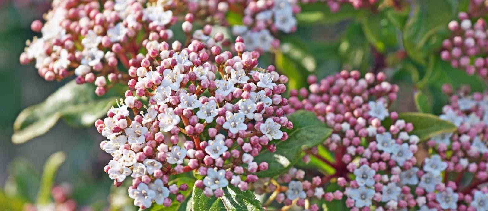 Associer le laurier tin Promesse de Fleurs