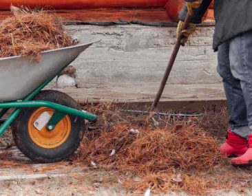 Les aiguilles de pin en 8 questions-réponses - Promesse de Fleurs