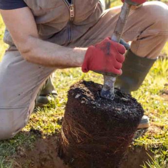 10 bonnes raisons de planter un arbre - Promesse de Fleurs