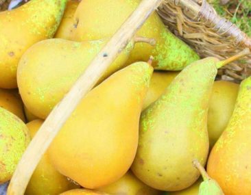5 variétés de poires tardives - Promesse de Fleurs