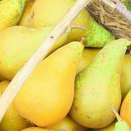 5 variétés de poires tardives - Promesse de Fleurs