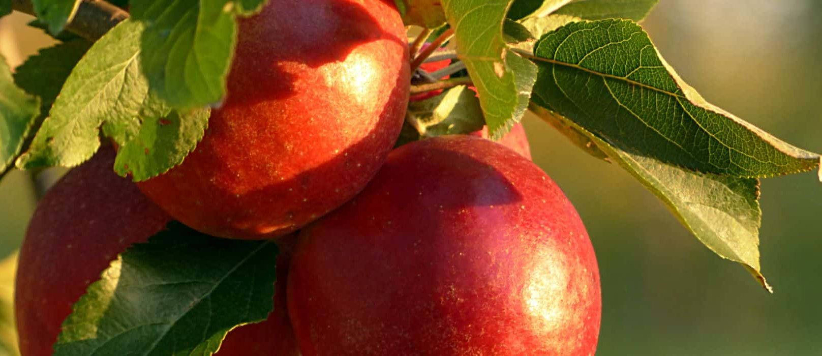 Les meilleures variétés de pommes rouges - Promesse de Fleurs