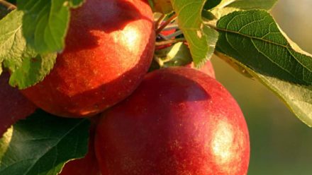 Les meilleures variétés de pommes rouges - Promesse de Fleurs