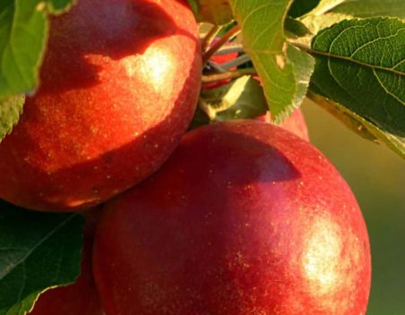 Les meilleures variétés de pommes rouges - Promesse de Fleurs