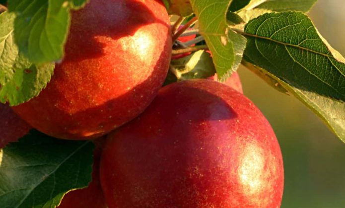 Les meilleures variétés de pommes rouges - Promesse de Fleurs