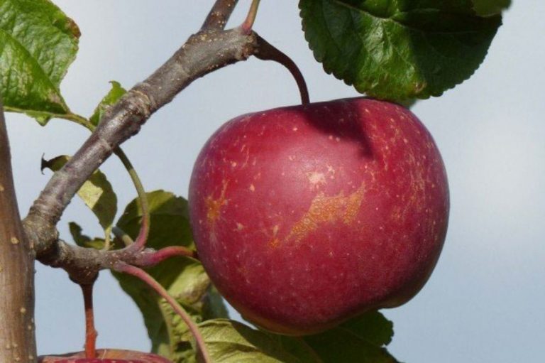 6 variétés de pommes tardives - Promesse de Fleurs