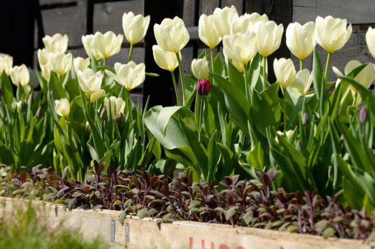 8 tulipes à fleurs blanches - Promesse de Fleurs