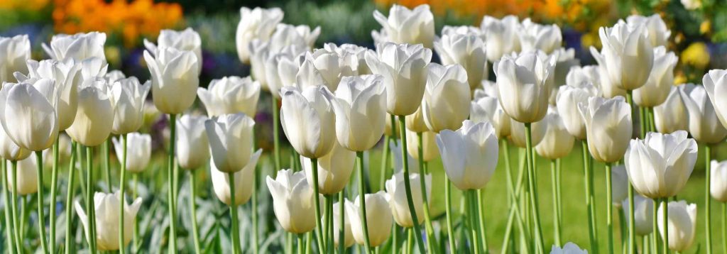 8 tulipes à fleurs blanches - Promesse de Fleurs
