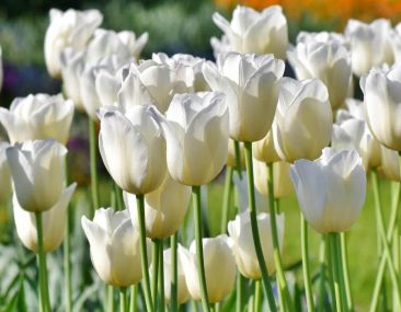 8 tulipes à fleurs blanches - Promesse de Fleurs