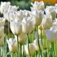 Tulipe double tardive White Heart - Bulbe - D'élégantes fleurs blanc pur
