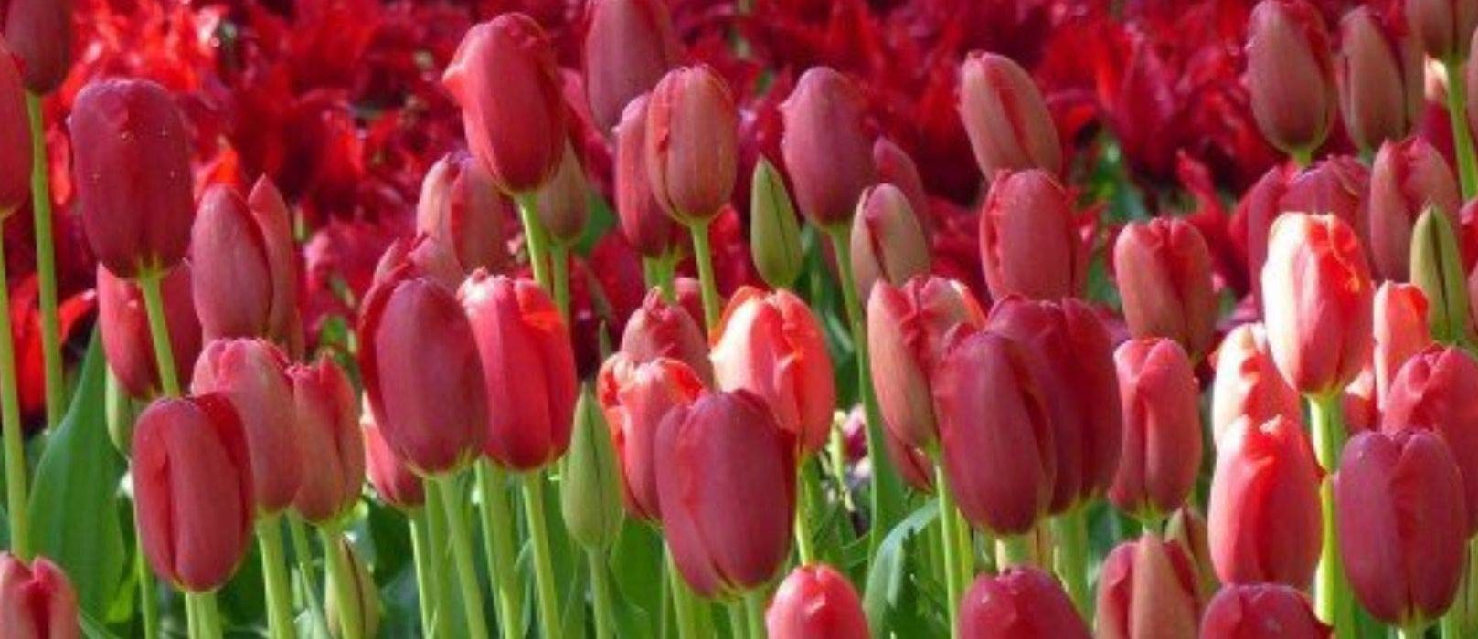7 tulipes à fleurs rouges - Blog Promesse de fleurs