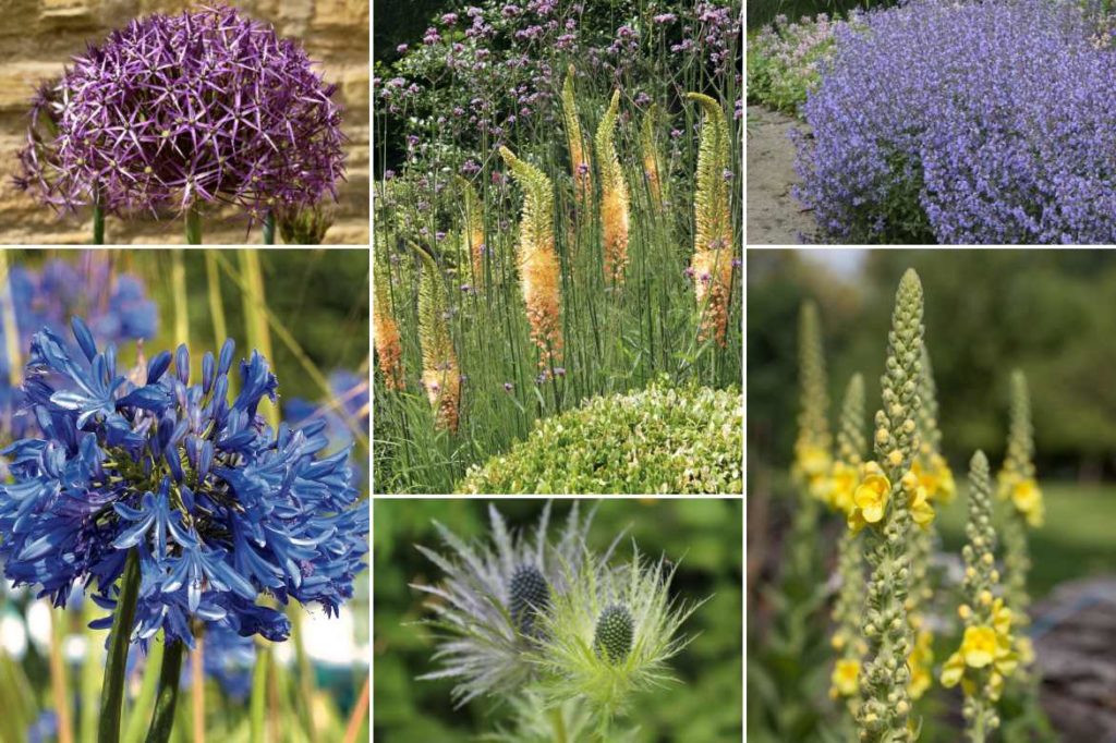 Eremurus, lis des steppes : planter et cultiver - Promesse de Fleurs