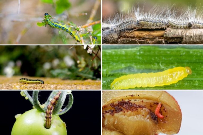 Bacillus thuringiensis, un insecticide naturel - Promesse de Fleurs