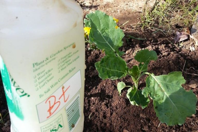 Bacillus thuringiensis, un insecticide naturel - Promesse de Fleurs