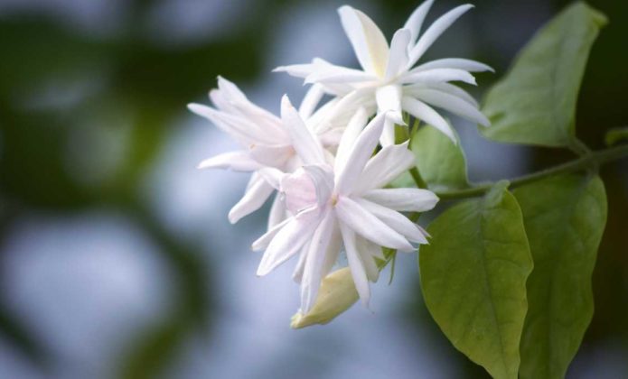 Cultiver un jasmin en pot - Promesse de Fleurs