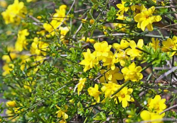 Multiplier le jasmin d'hiver par bouturage ou marcottage