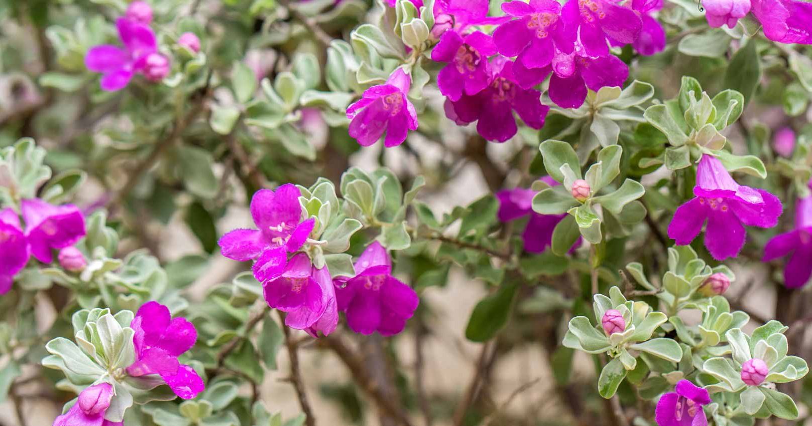 Leucophyllum : nos conseils de culture - Promesse de Fleurs