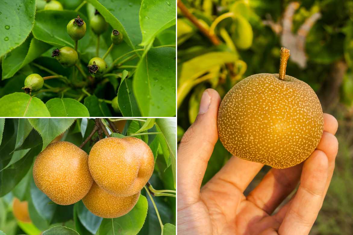 Nashi ou poirier japonais : planter, récolter - Blog Promesse de fleurs