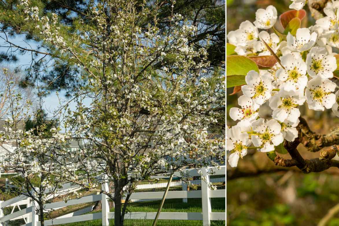 Nashi ou poirier japonais : planter, récolter - Blog Promesse de fleurs