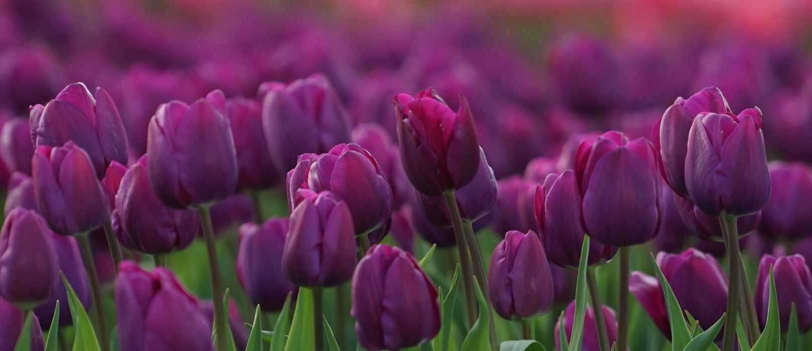 6 tulipes à fleurs violettes, mauves ou pourpres - Blog Promesse de fleurs