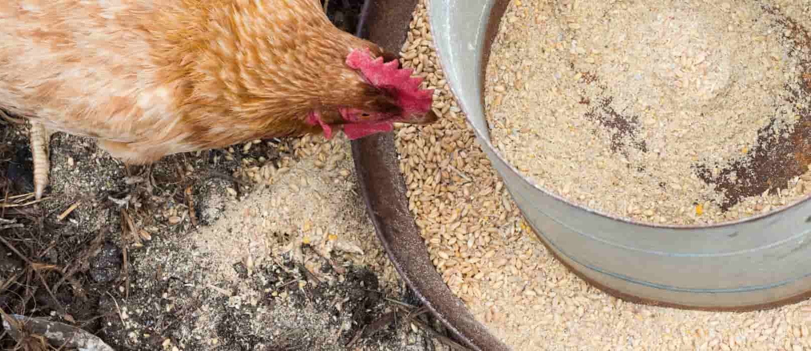 Comment Se Nourrissent Les Puces Des Poules – PBXWHP