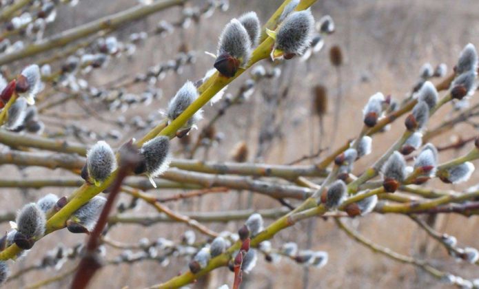 Saule, Salix : planter, tailler et entretenir - Promesse de Fleurs