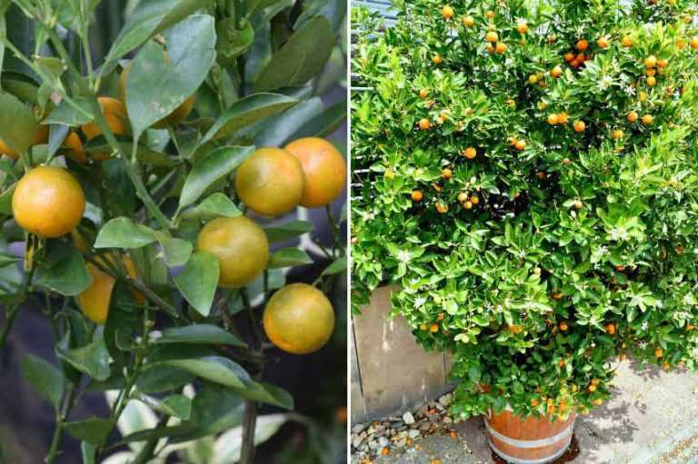 Cultiver un mandarinier ou un clémentinier en pot - Promesse de Fleurs