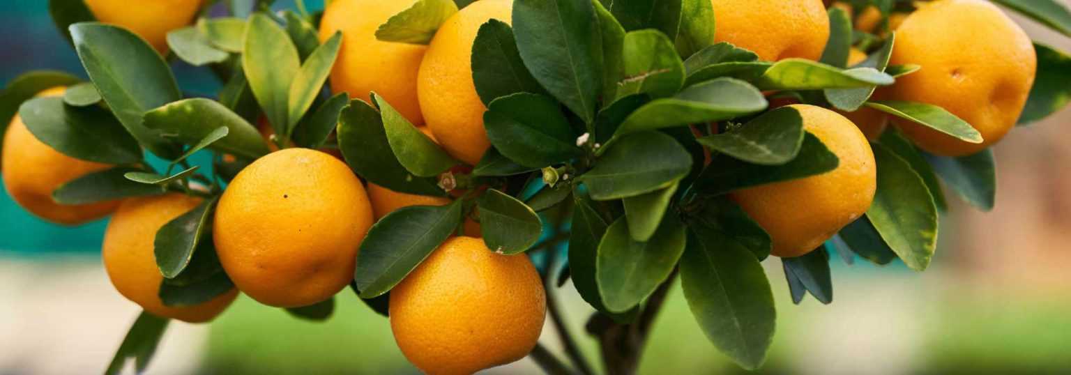 Cultiver un mandarinier ou un clémentinier en pot - Promesse de Fleurs