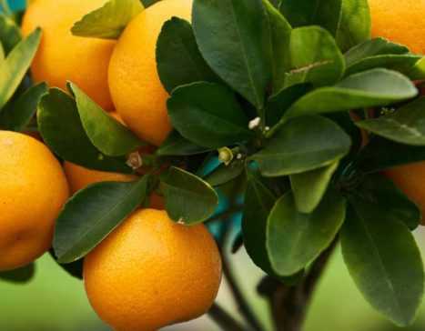 Cultiver un mandarinier ou un clémentinier en pot - Promesse de Fleurs