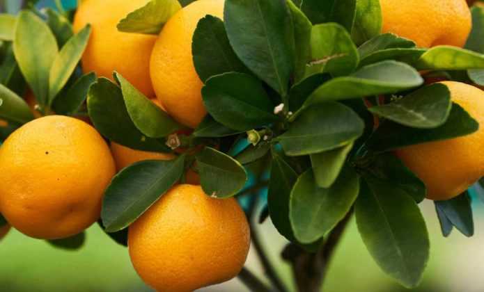 Cultiver un mandarinier ou un clémentinier en pot - Promesse de Fleurs