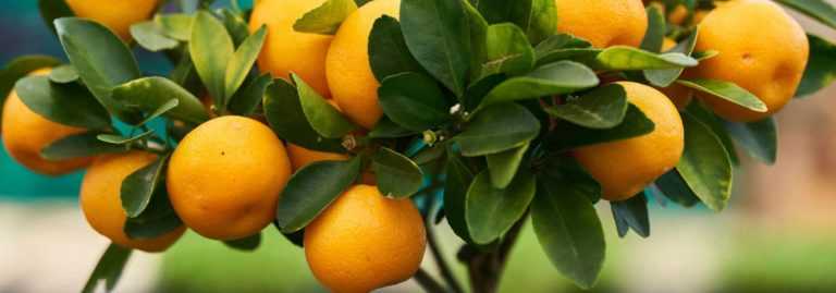 Cultiver un mandarinier ou un clémentinier en pot - Promesse de Fleurs