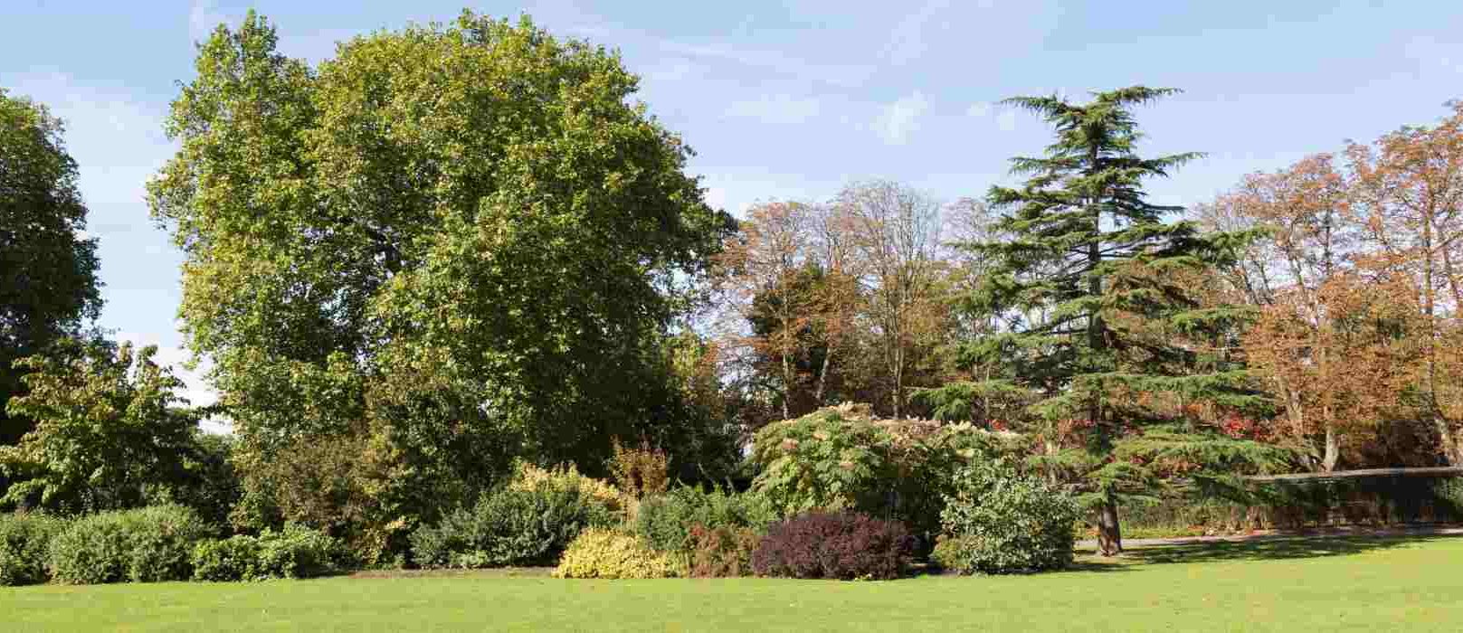 Comment choisir un arbre d'ornement pour son jardin