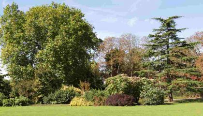 Comment choisir un arbre d'ornement pour son jardin