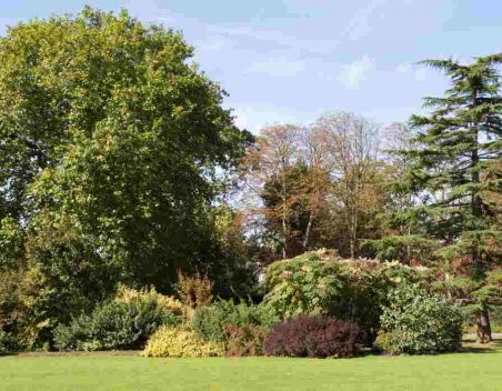 Comment choisir un arbre d'ornement pour son jardin