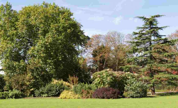 Comment choisir un arbre d'ornement pour son jardin