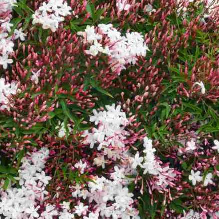 Cultiver le jasmin blanc au jardin ou en pot - Promesse de Fleurs