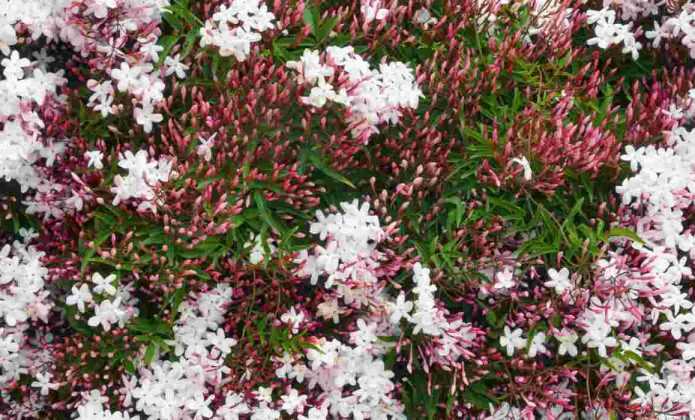 Cultiver un jasmin en pot - Promesse de Fleurs