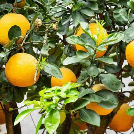 Cultiver un oranger en pot - Promesse de Fleurs