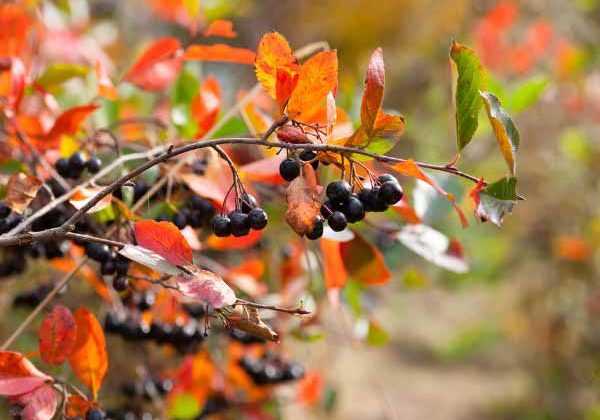 Comment tailler l'Aronia ? - Promesse de Fleurs